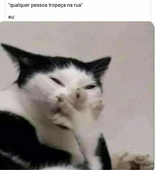 Os melhores memes de gato rindo